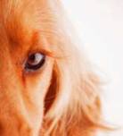 Cocker Spaniels: Puppy Dog Care and Training