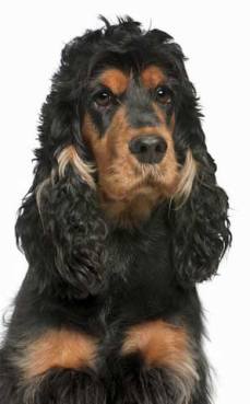 Good Family Dogs: Are Cocker Spaniels Good Dogs For Children?