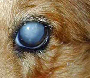Dog Cataracts: What All Cocker Owners Should Know!