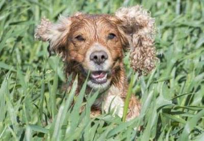 Cocker Spaniel Ears: How To Spot Early Signs of Infection